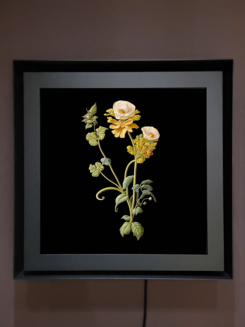 Unseen Flora .CB02 - Cinello